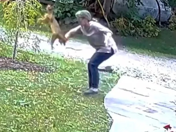 Fox Attacks Woman’s Leg Outside Of Her NY Home And Gets The Paws Put ...